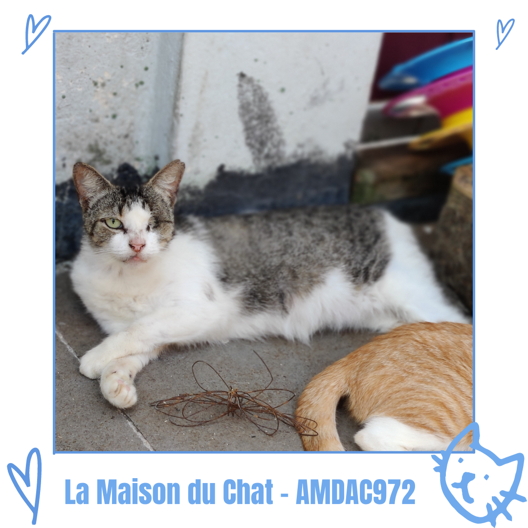 Adopter chat Amdac-972 Martinique